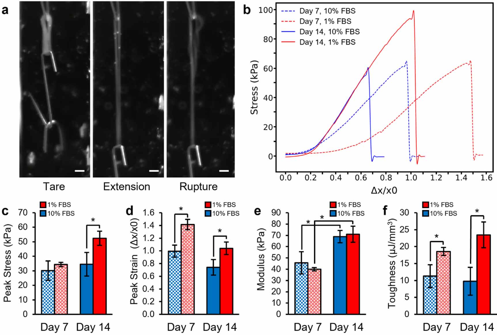 Cell-contact-mediated assembly of contractile airway smooth muscle ...