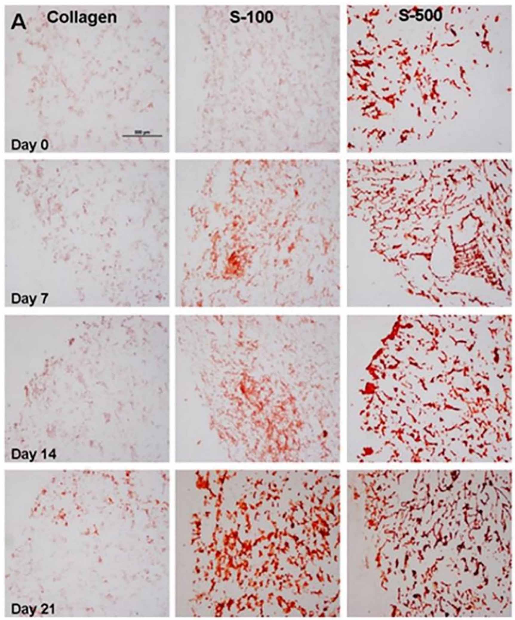 Nano-hydroxyapatite/collagen composite as scaffold material for bone ...