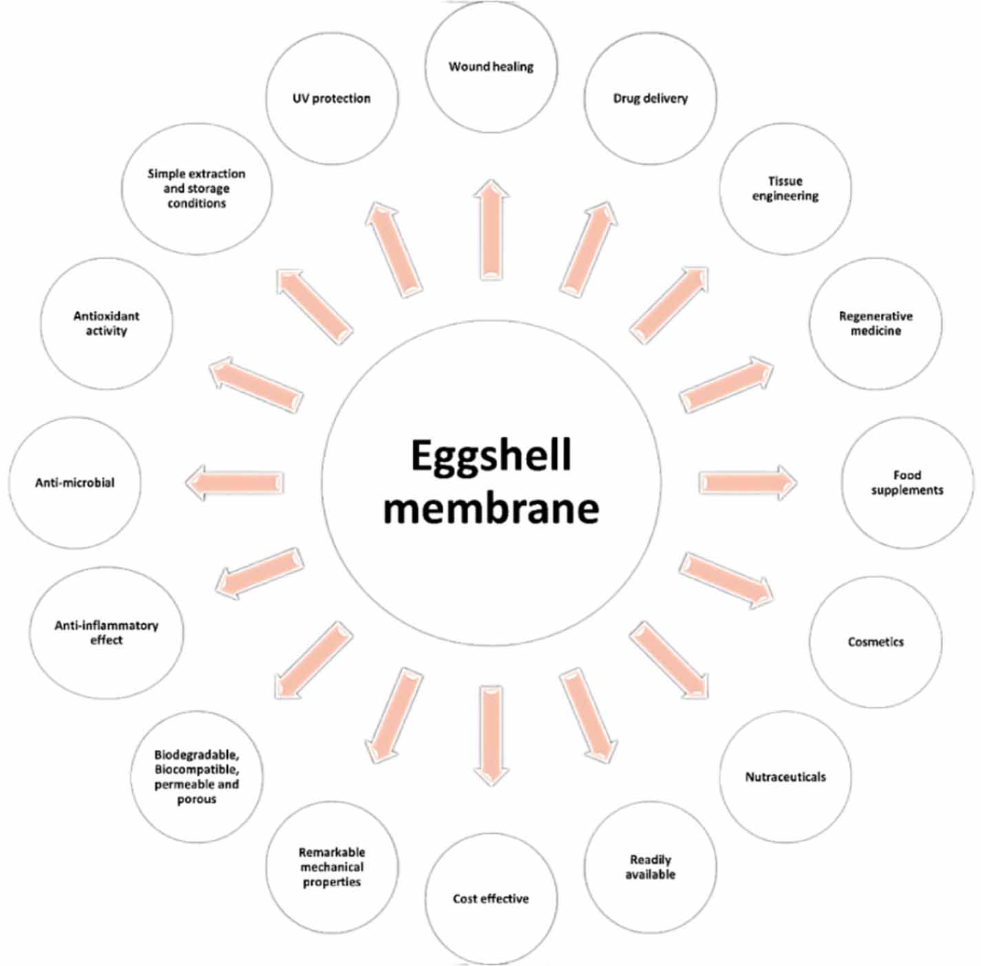 The chicken eggshell membrane: a versatile, sustainable, biological ...