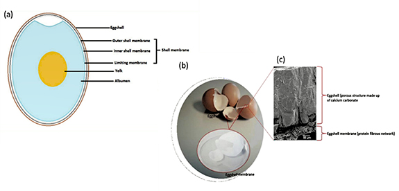 The chicken eggshell membrane: a versatile, sustainable, biological ...