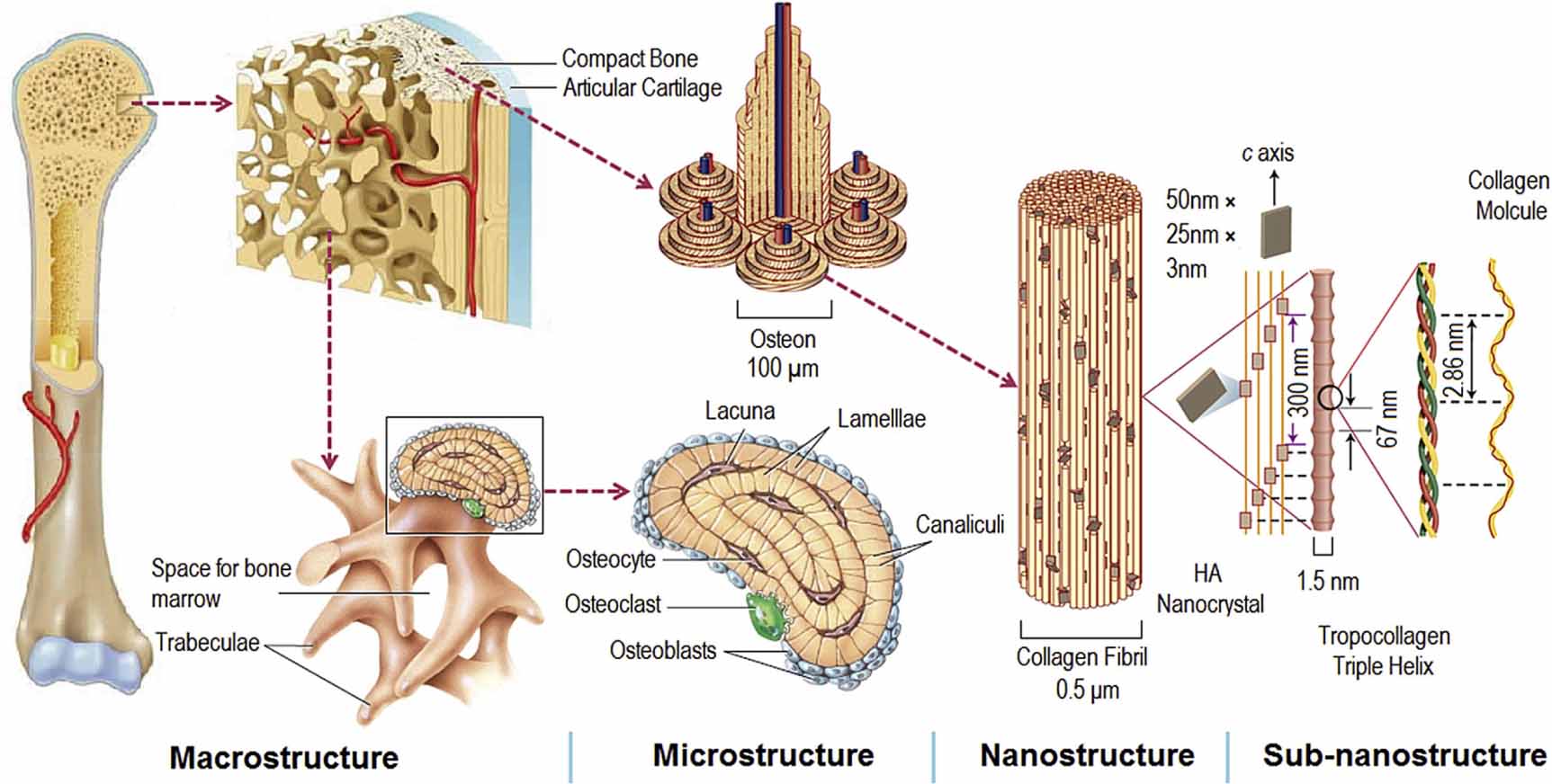 Effects of surface morphology and composition of titanium implants on osteogenesis and ...