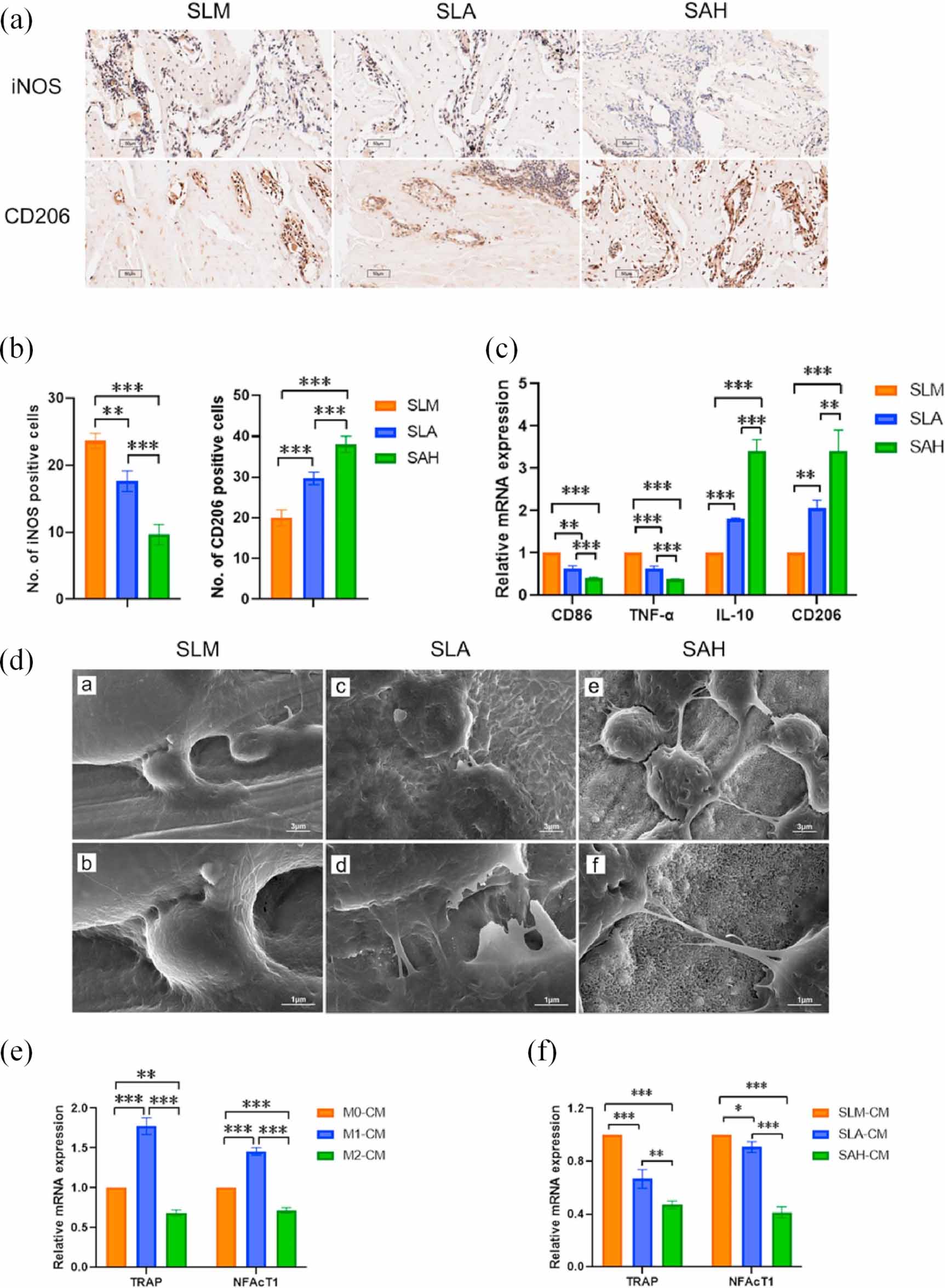 Effects of surface morphology and composition of titanium implants on ...