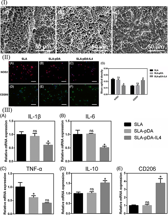 Effects of surface morphology and composition of titanium implants on ...