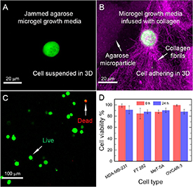 Jammed microgel growth medium prepared by flash-solidification of ...
