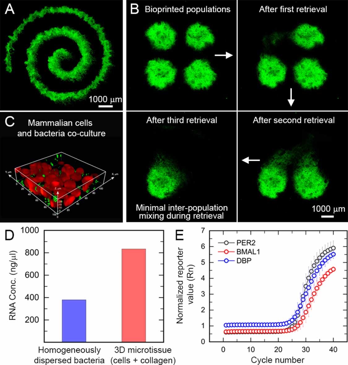 Jammed microgel growth medium prepared by flash-solidification of ...