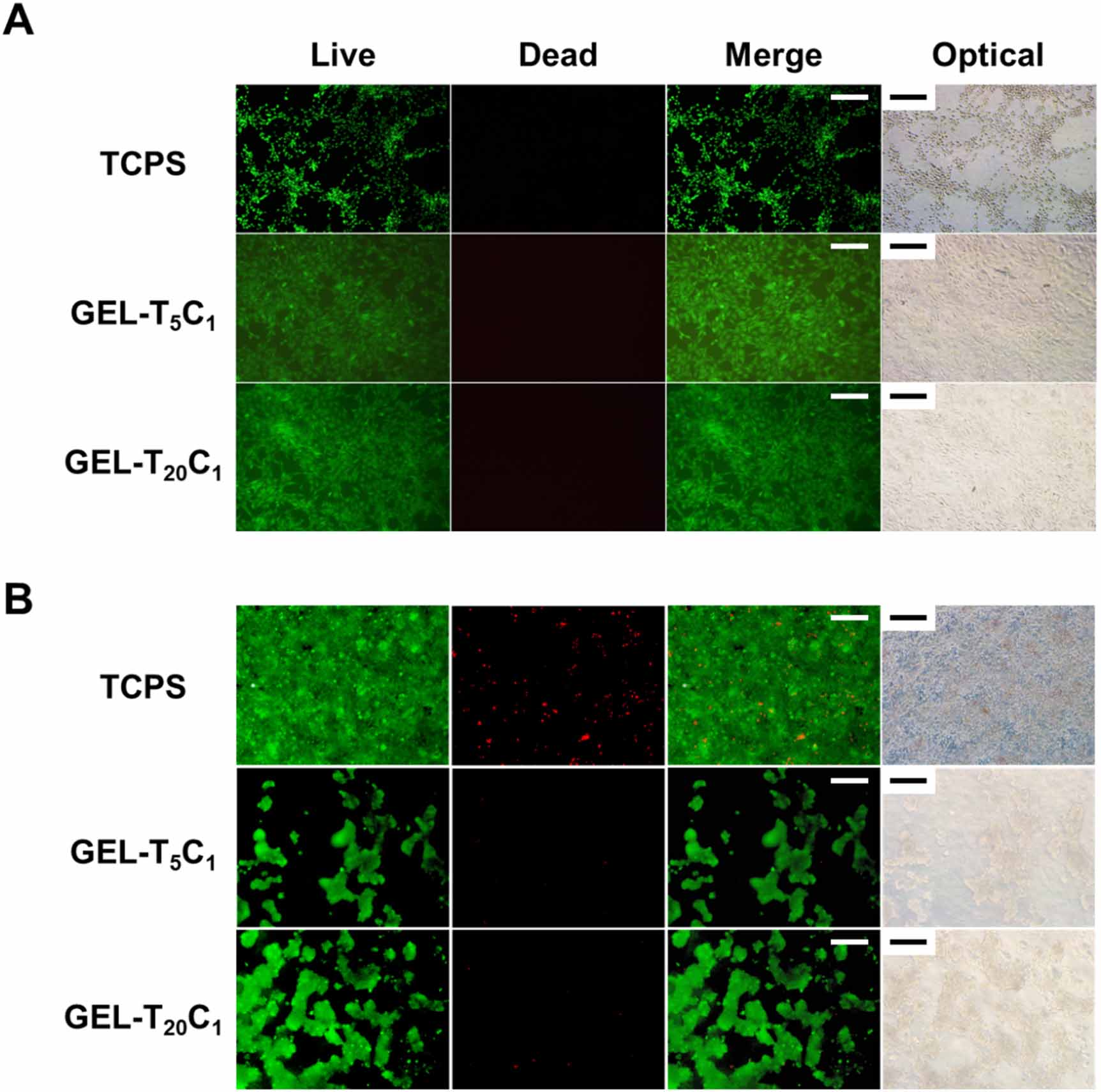 Injectable cell-laden hydrogels fabricated with cellulose and chitosan ...