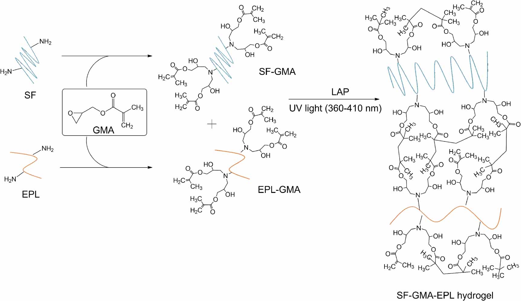 Fabrication and in vitro evaluation of photo cross-linkable silk ...
