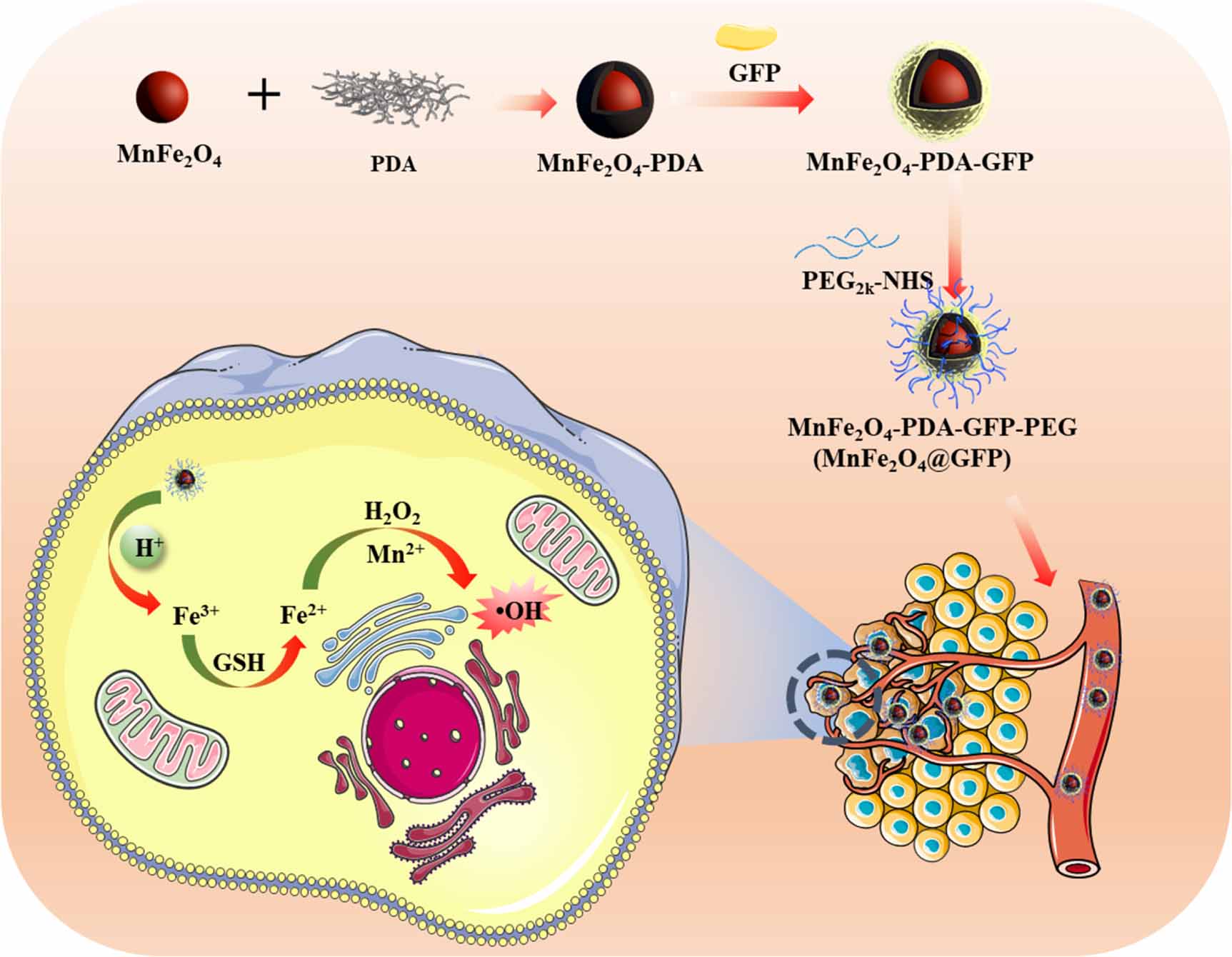 A chemodynamic nanoenzyme with highly efficient Fenton reaction for ...