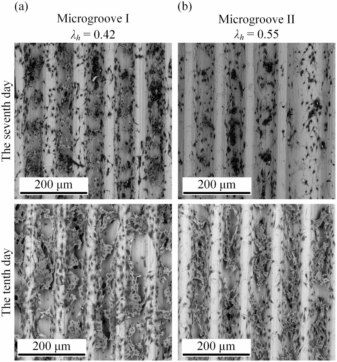 Response of preosteoblasts on micromachined Ti-6Al-4V surface to ...