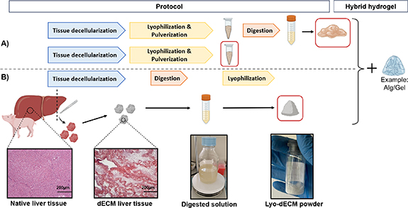Design and development of a hepatic lyo-dECM powder as a biomimetic ...