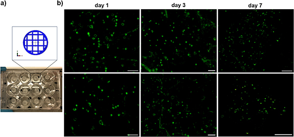 Design and development of a hepatic lyo-dECM powder as a biomimetic ...
