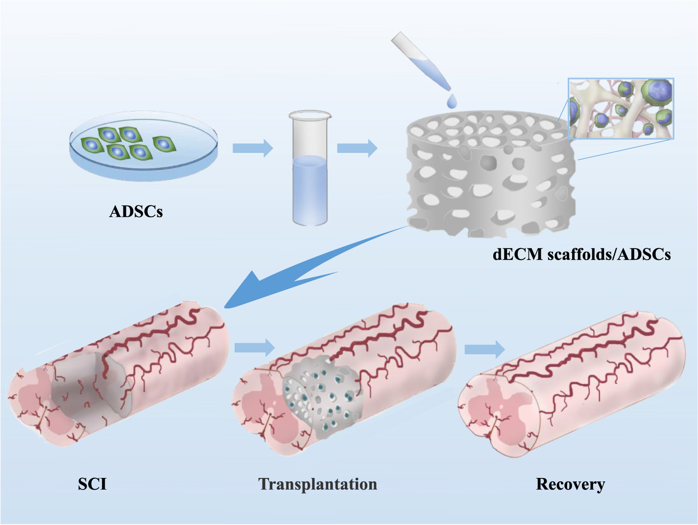 Decellularized extracellular matrix scaffold seeded with adipose ...