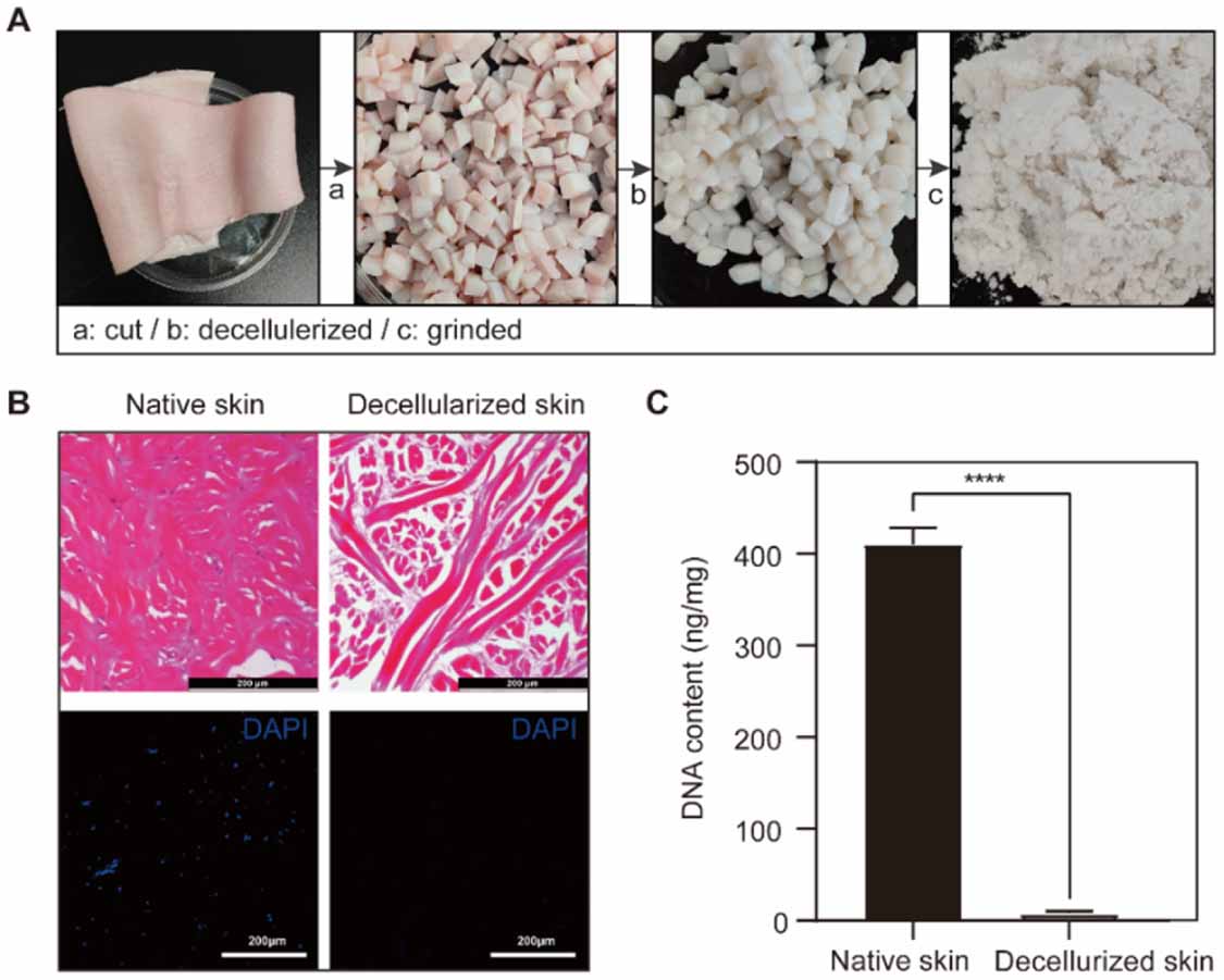 High-strength and high-toughness ECM films with the potential for ...