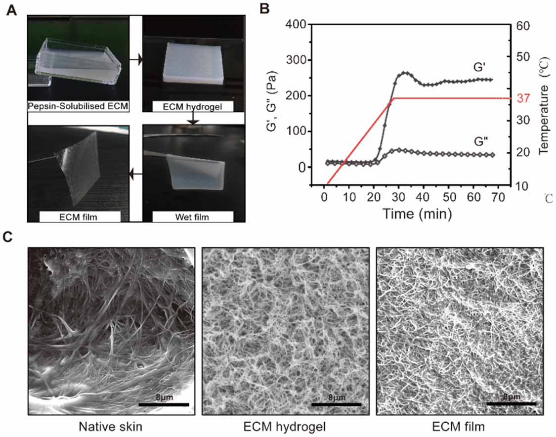 High-strength and high-toughness ECM films with the potential for ...