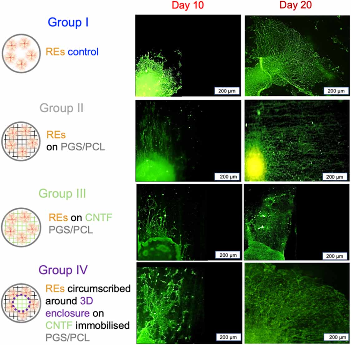 Ciliary neurotrophic factor mediated growth of retinal ganglion cell axons on PGS/PCL scaffolds ...