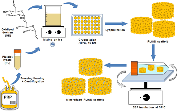 Biomimetic mineralization of platelet lysate/oxidized dextran cryogel ...