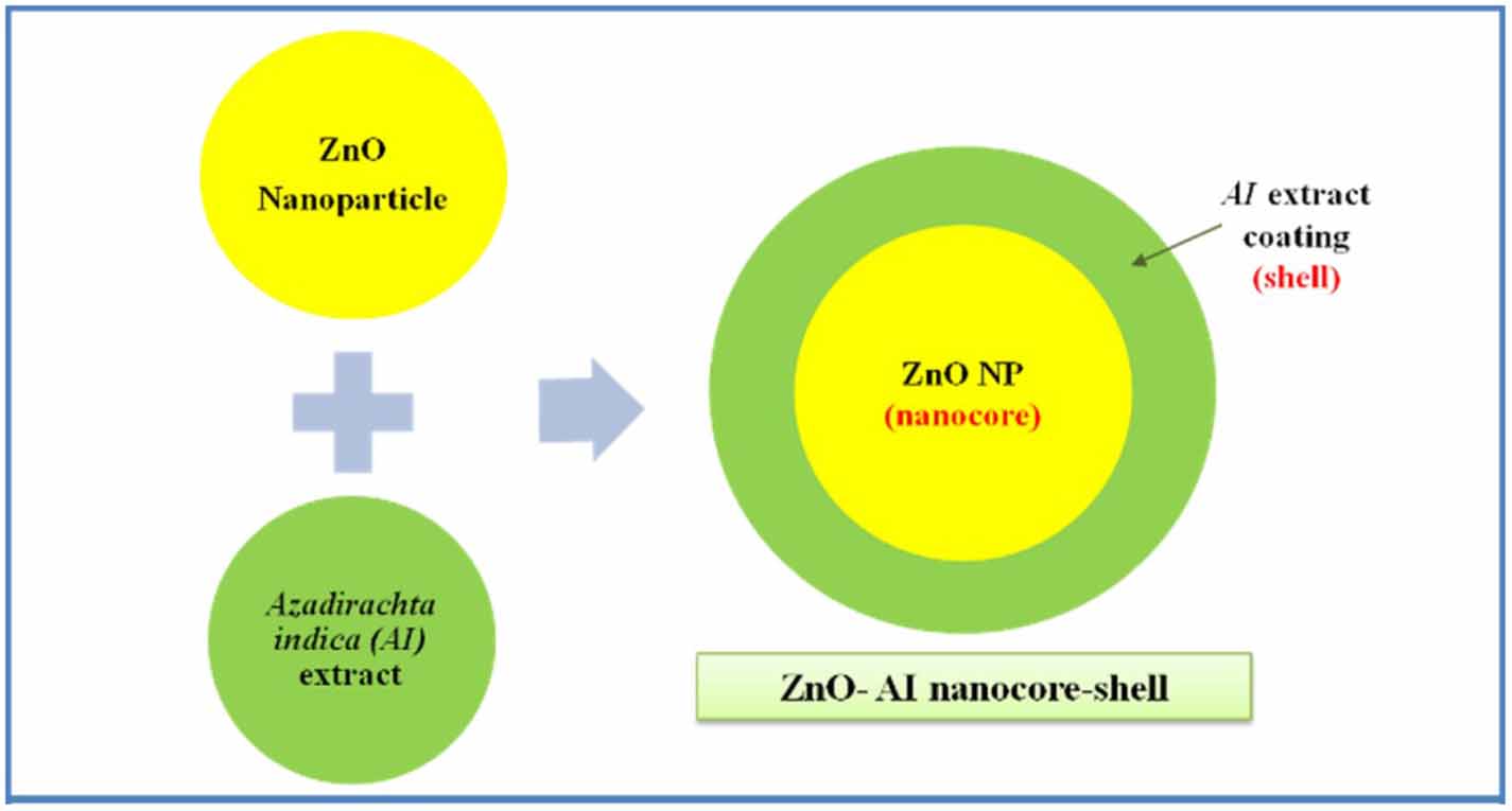 Azadirachta indica (AI) leaf extract coated ZnO-AI nanocore–shell ...