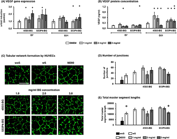 A comparative analysis of the cytocompatibility, protein adsorption ...
