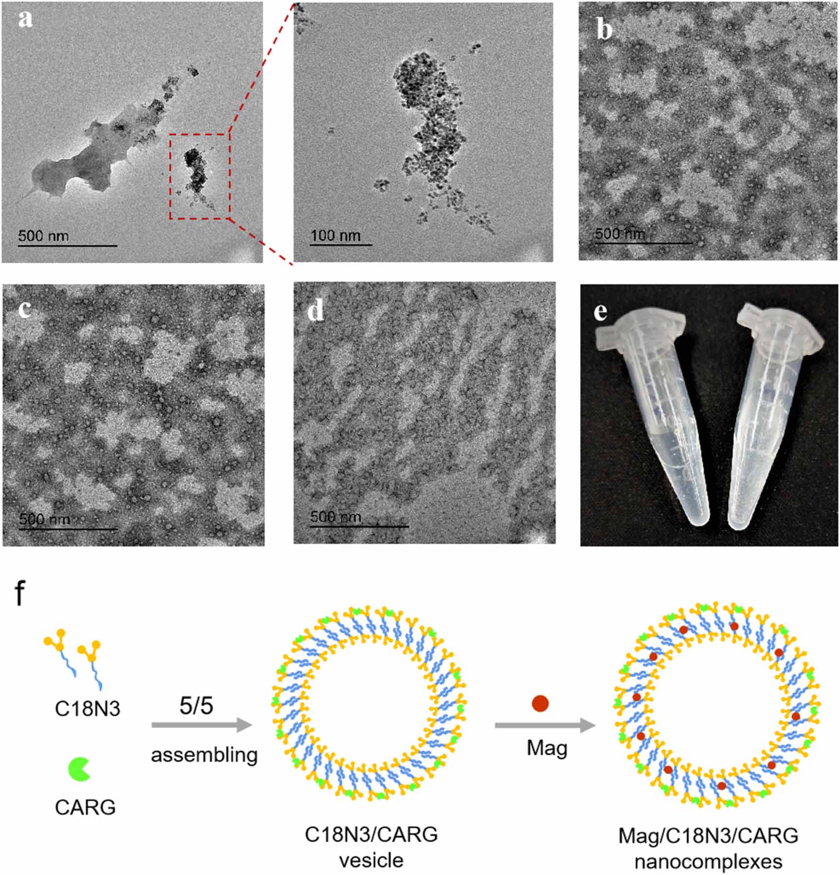 Bacteria-targeted magnolol-loaded multifunctional nanocomplexes for ...