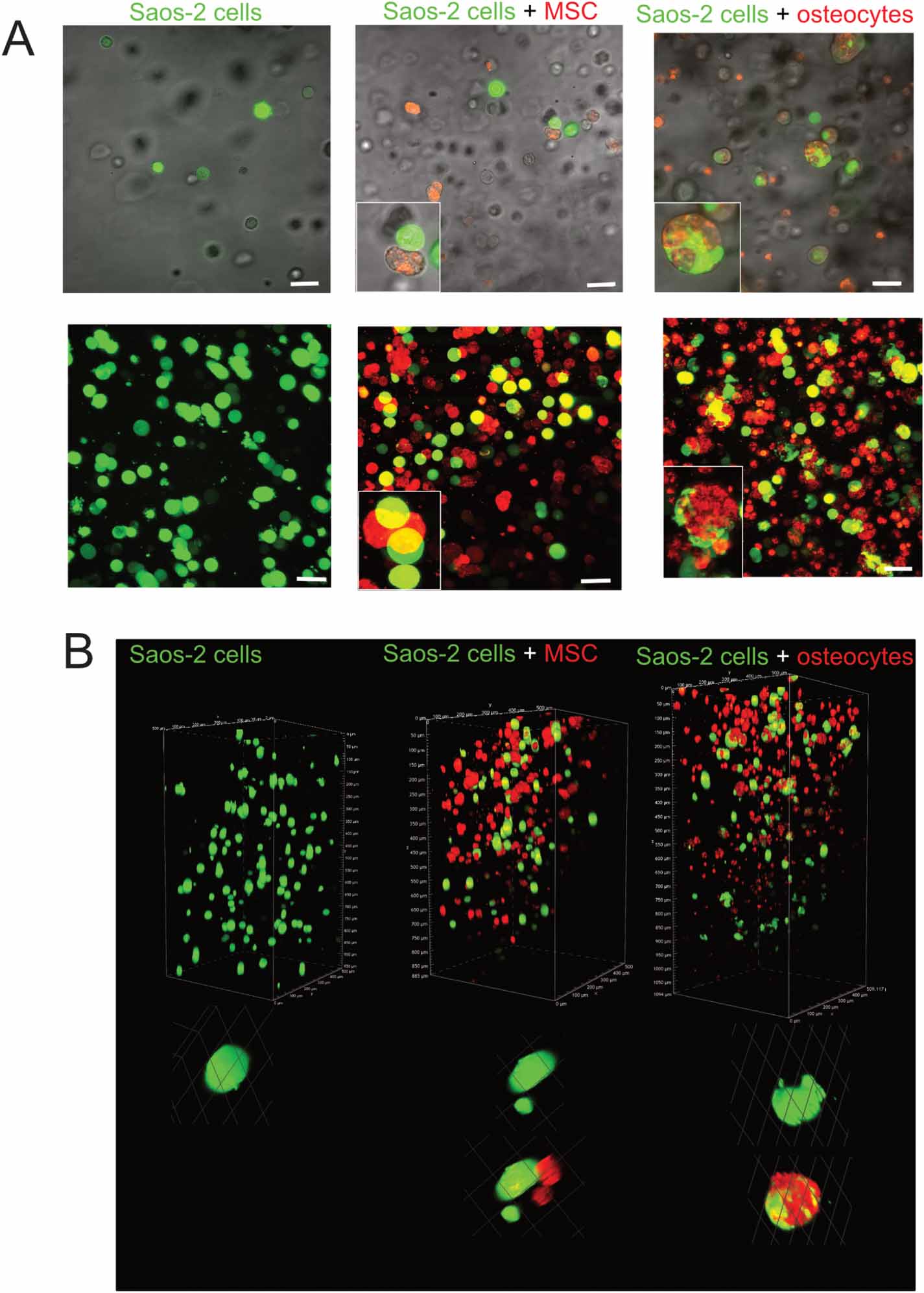 Advantages and limitations of using cell viability assays for 3D ...