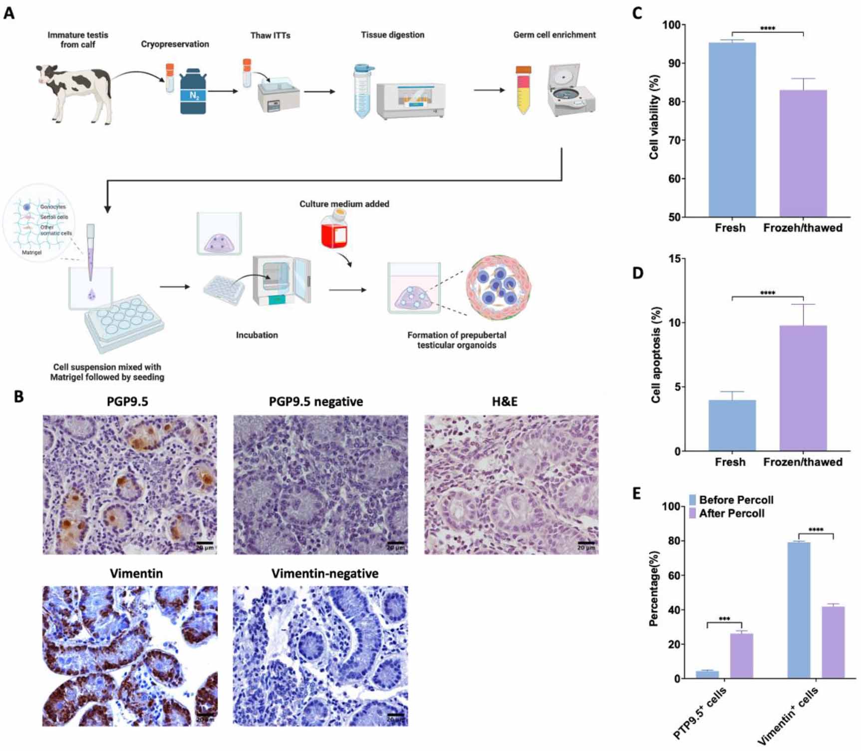 An in vitro three-dimensional (3D) testicular organoid culture system ...