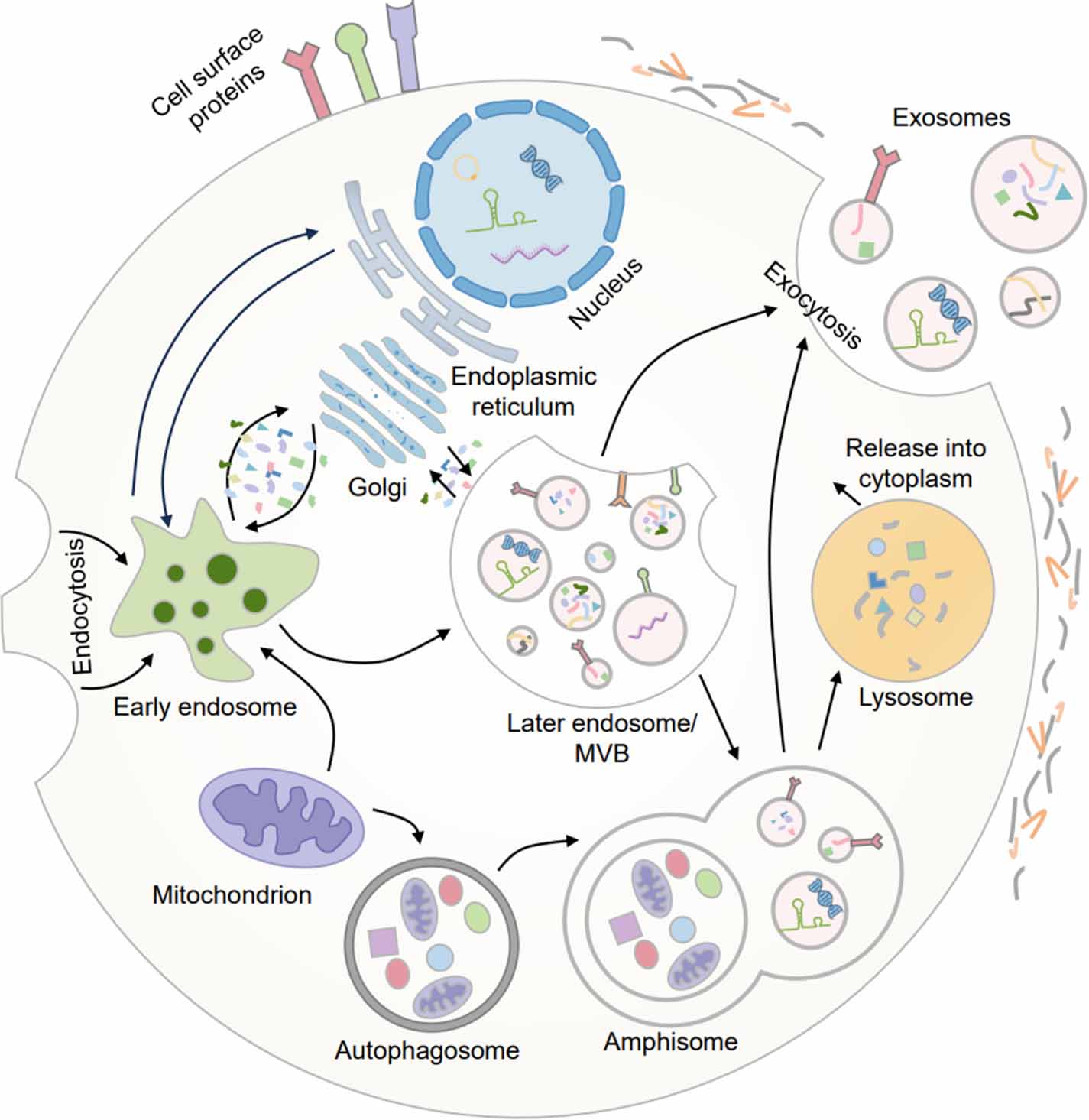Targeted exosome-based nanoplatform for new-generation therapeutic ...