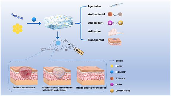 Transparent injectable sericin-honey hydrogel with antioxidant and ...