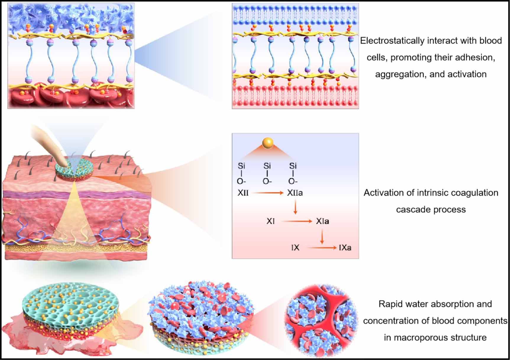 A macroporous composite sponge with high water absorbency and active ...