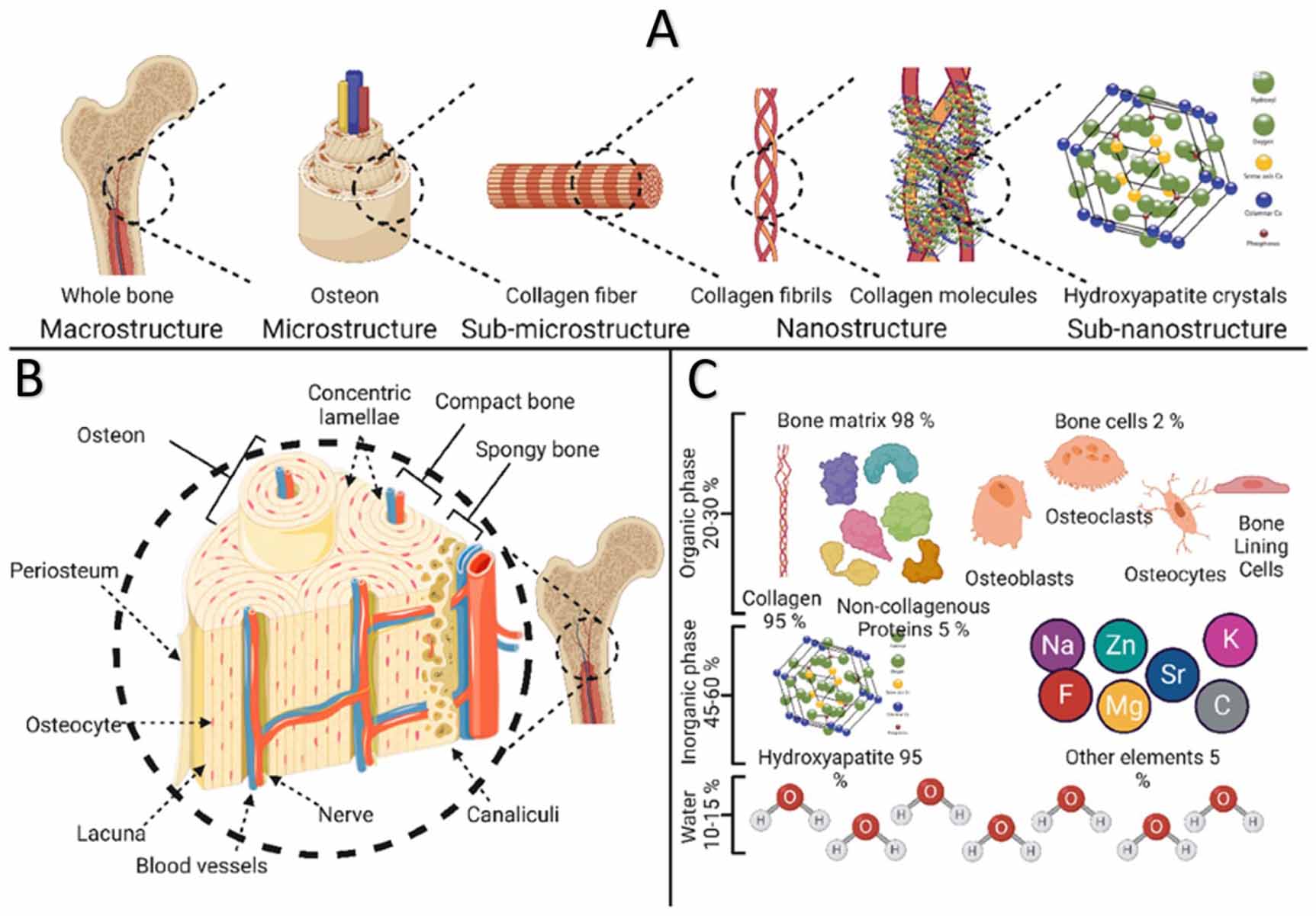Advances in additive manufacturing for bone tissue engineering ...