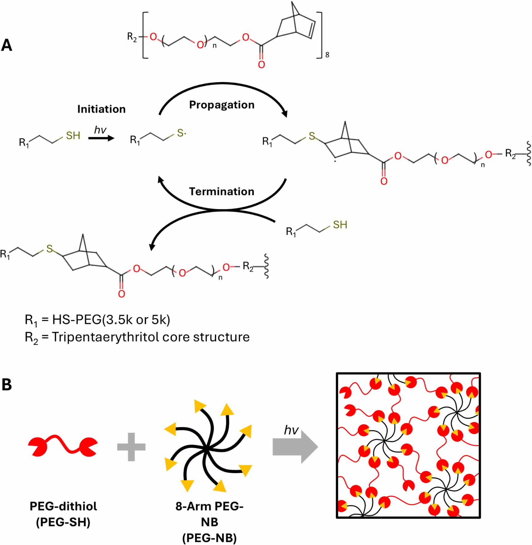 Rapid curing dynamics of PEG-thiol-ene resins allow facile 3D ...