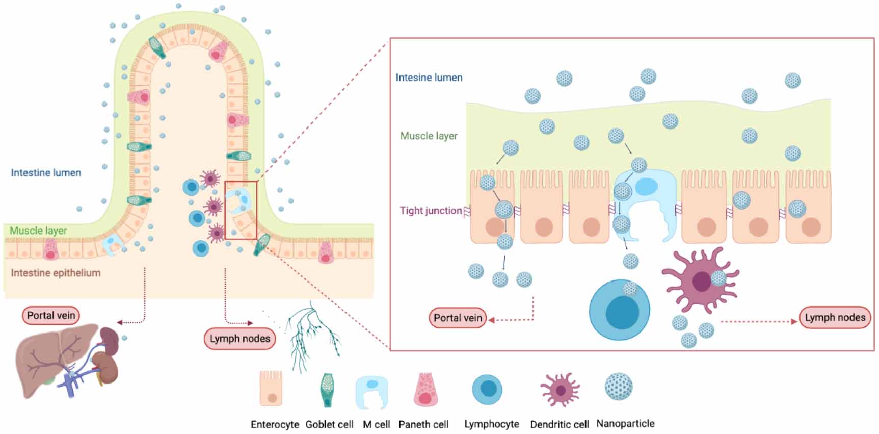 Transcytosis: an effective mechanism to enhance nanoparticle ...