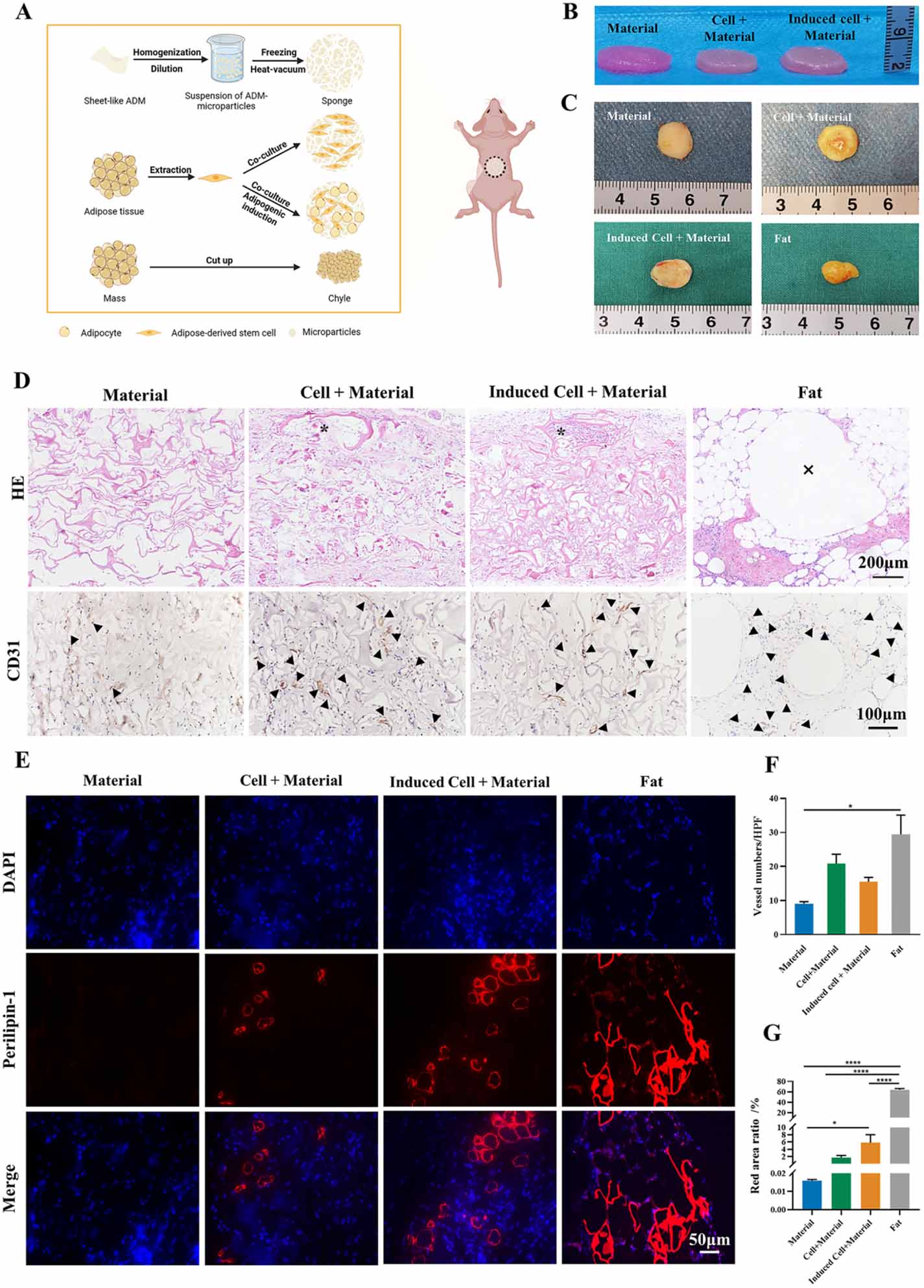 Thermal-crosslinked acellular dermal matrix combined with adipose ...