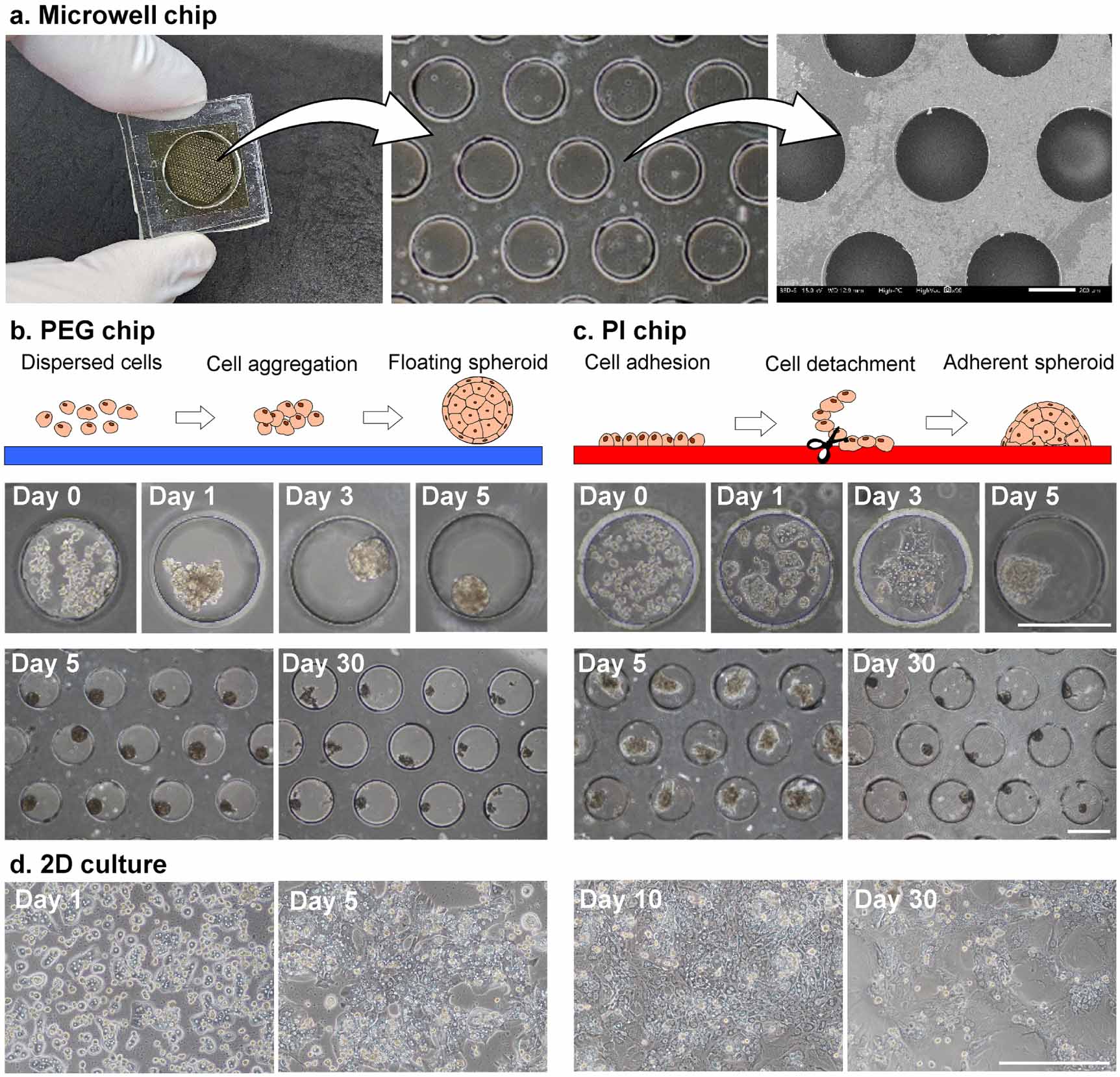 Floating or adherent hepatocyte spheroid cultures using microwell chips ...