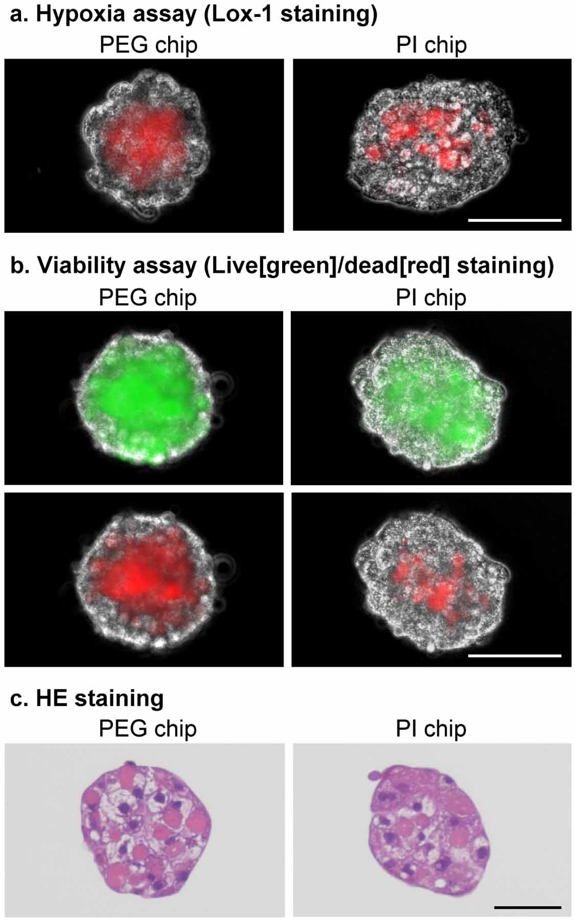 Floating or adherent hepatocyte spheroid cultures using microwell chips ...