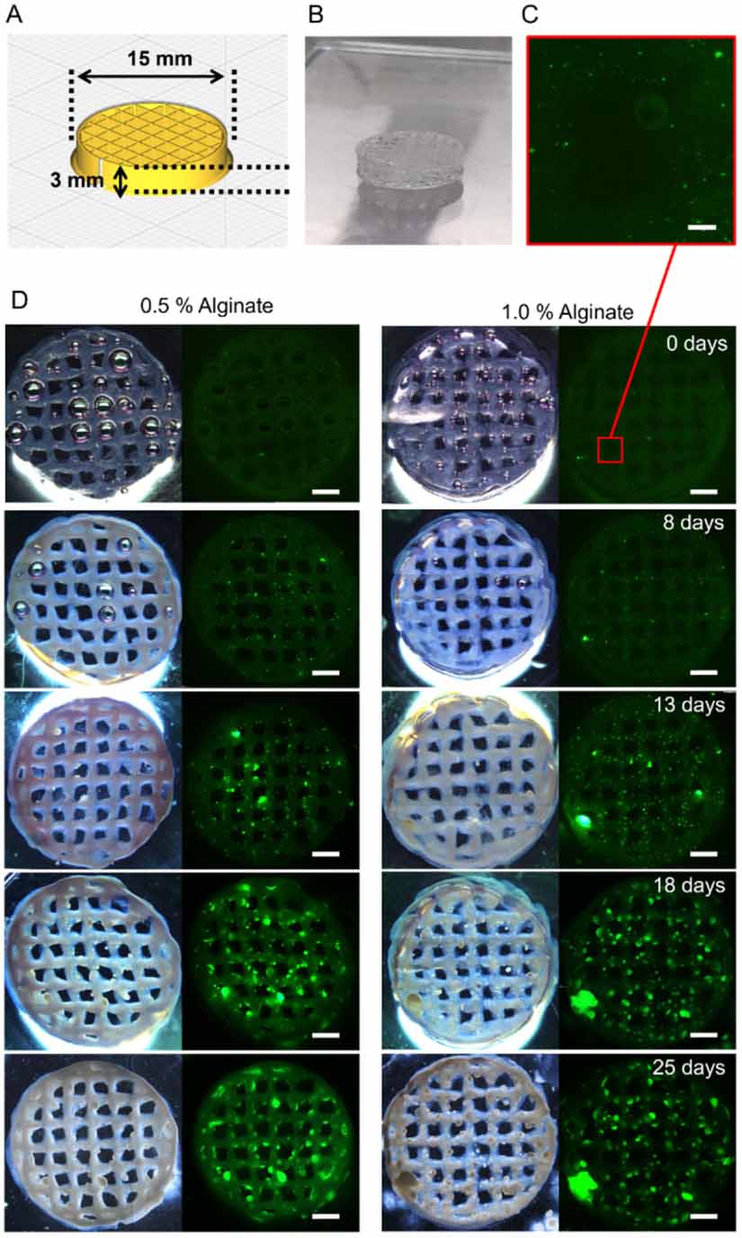 Custom FDM-based bioprinter with heated nozzle: optimizing slicer ...