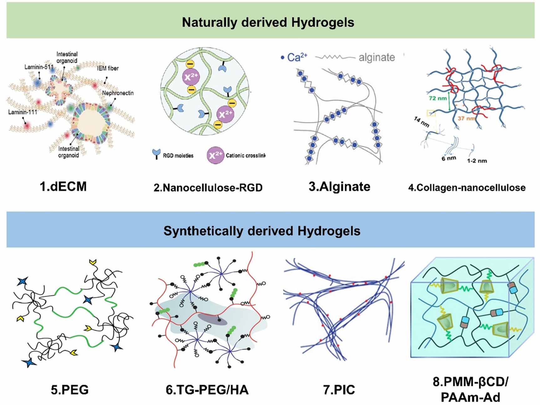 Hydrogel innovations for 3D organoid culture - IOPscience