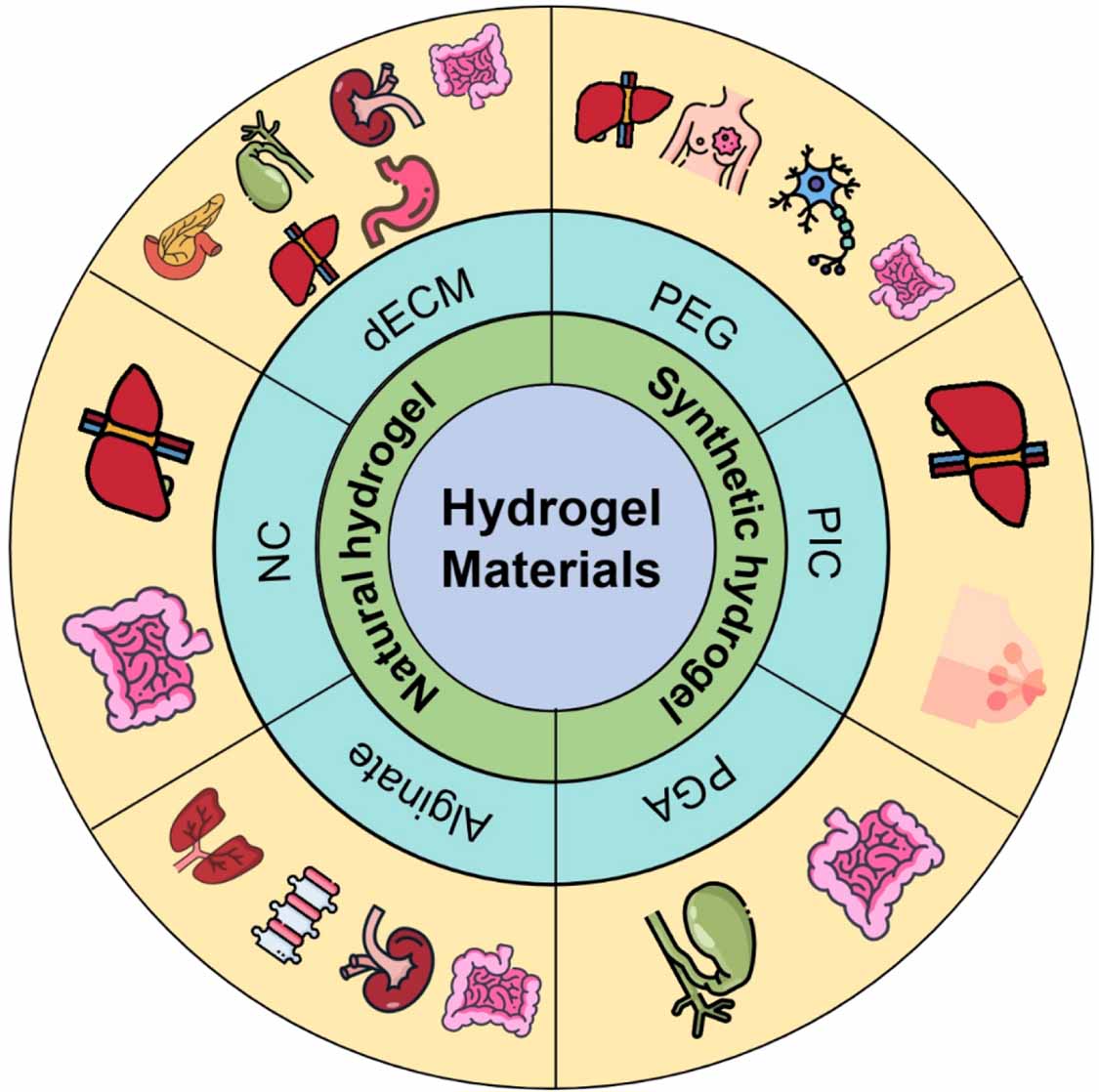Hydrogel innovations for 3D organoid culture - IOPscience