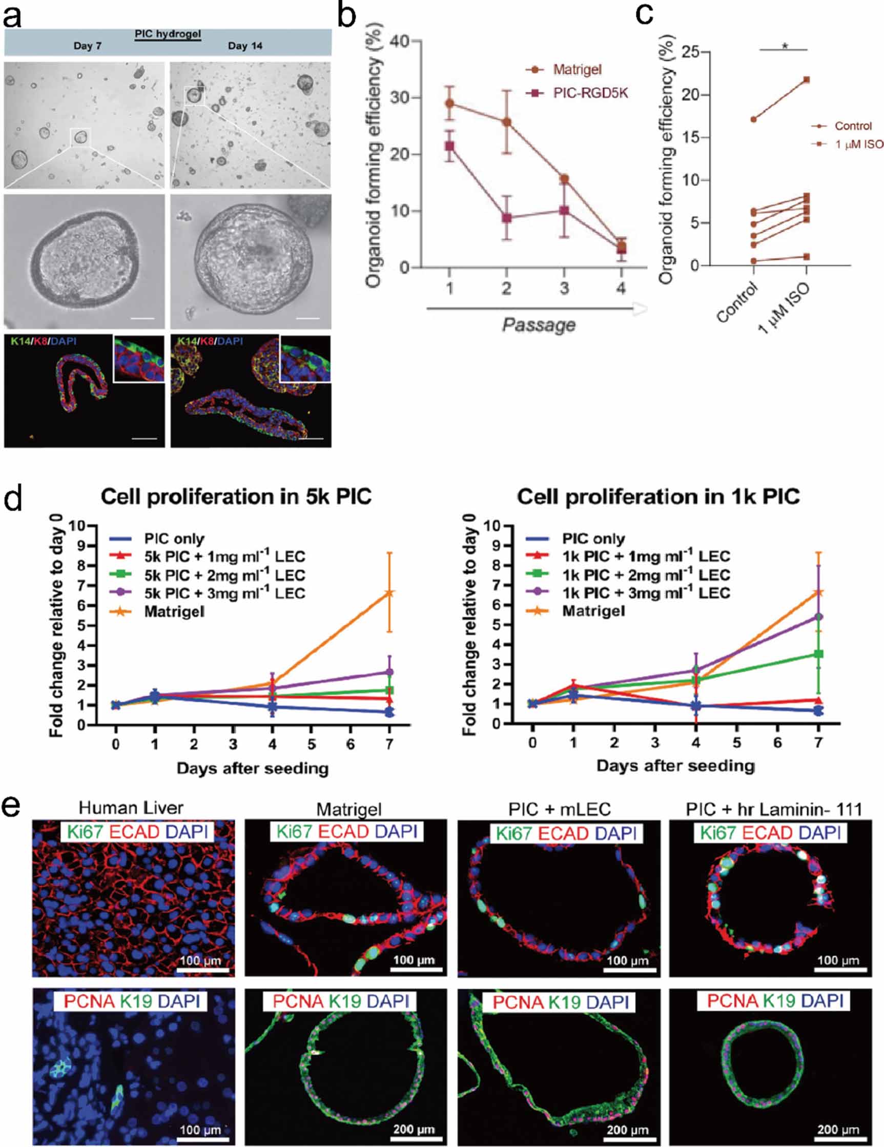 Hydrogel innovations for 3D organoid culture - IOPscience