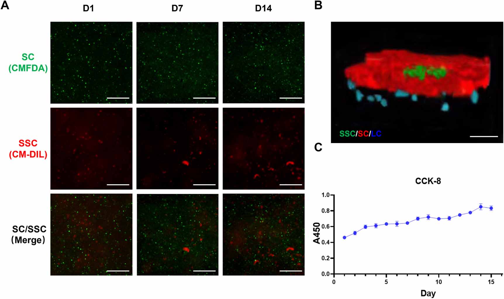 A testicular microfluidic organ-on-a-chip for mimicking spermatogenic ...
