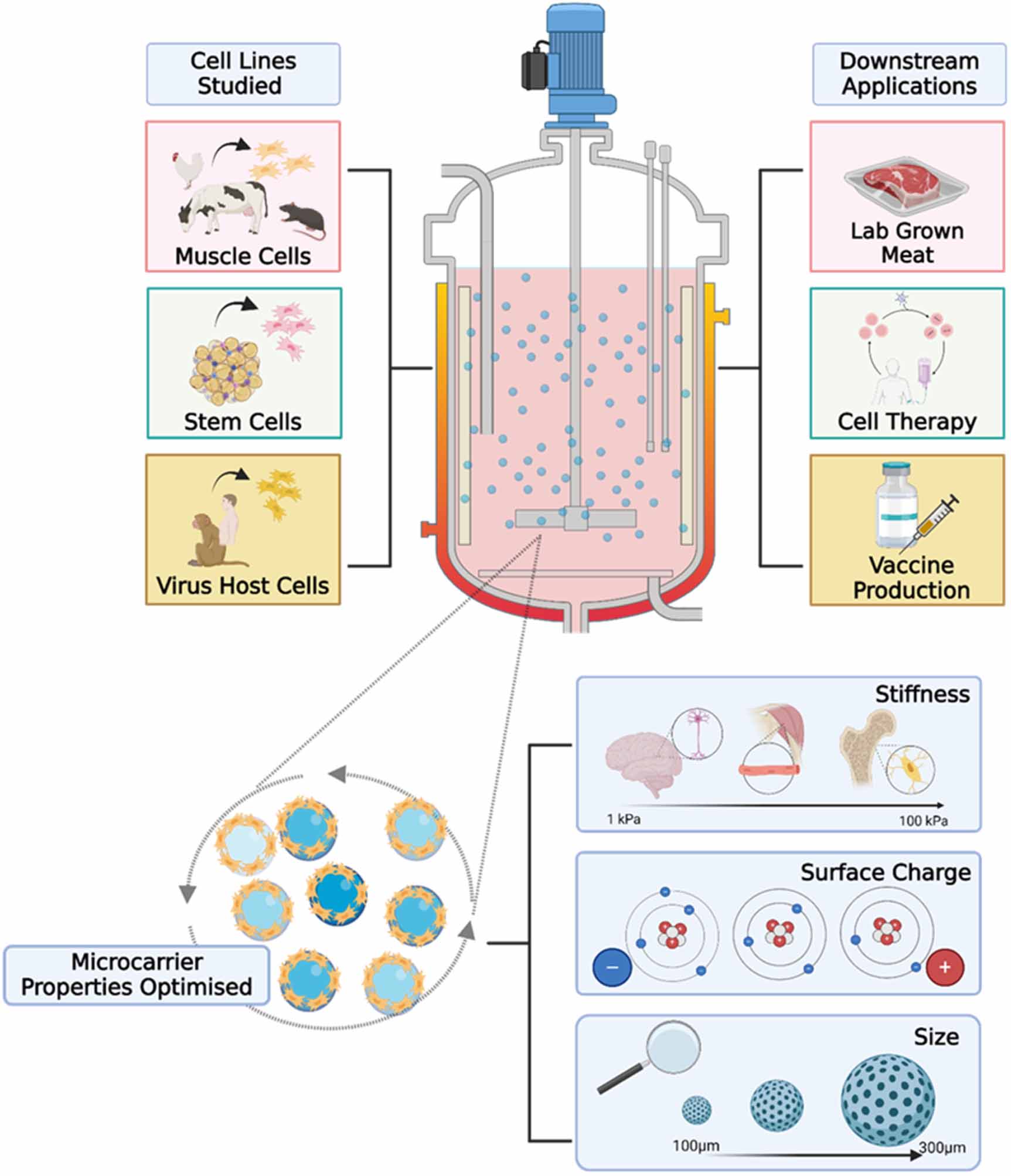 Maximising adherent cell production via customisable and dissolvable ...