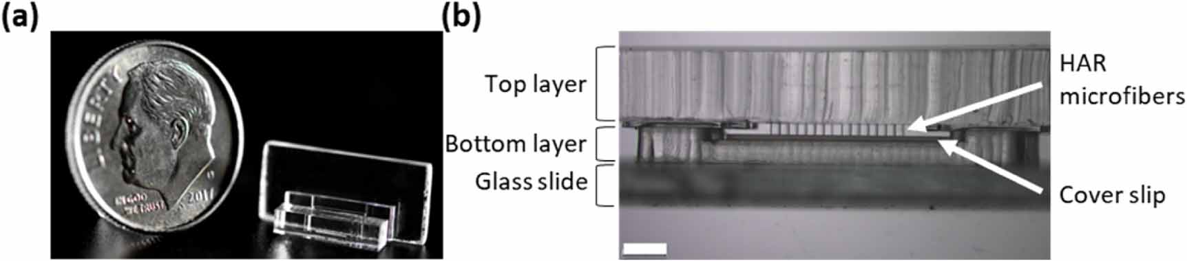 MyelinoChip: a myelination-on-a-chip platform with suspended high ...