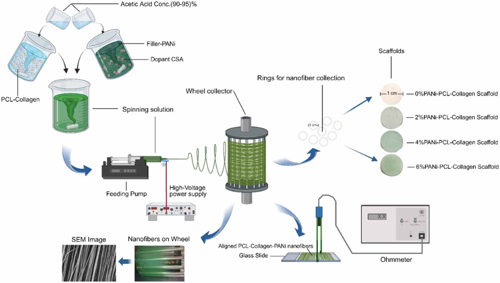 Myoblast and ADSC coculture on conductive highly aligned nanofiber ...