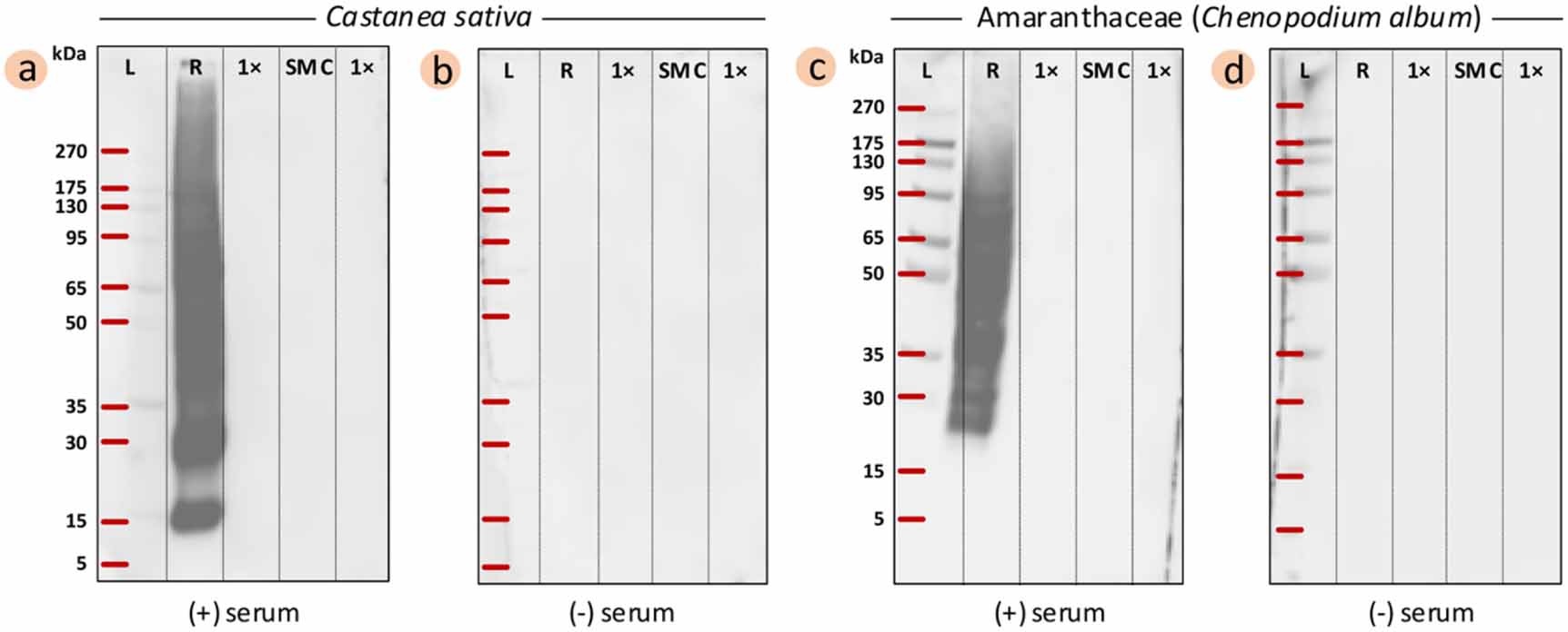 Investigating human IgE antibody interactions with pollen-derived ...