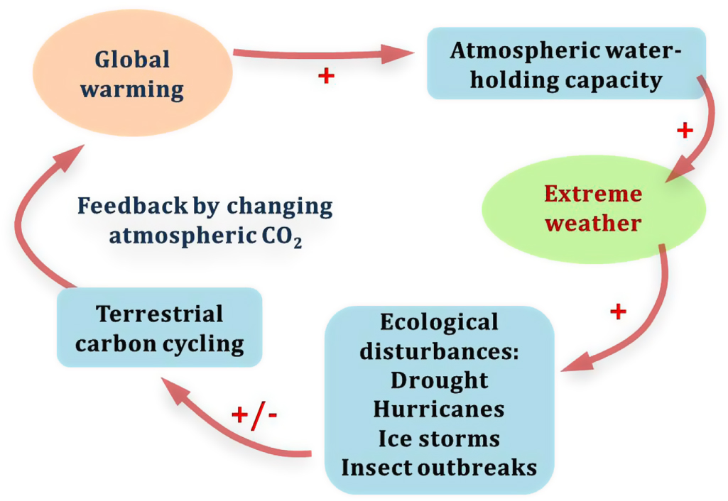 Focus on extreme events and the carbon cycle - IOPscience