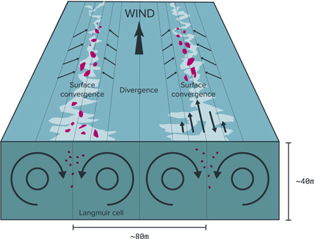 The physical oceanography of the transport of floating marine debris ...