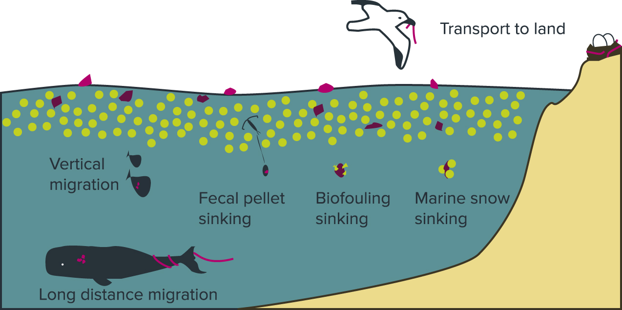 The physical oceanography of the transport of floating marine debris ...