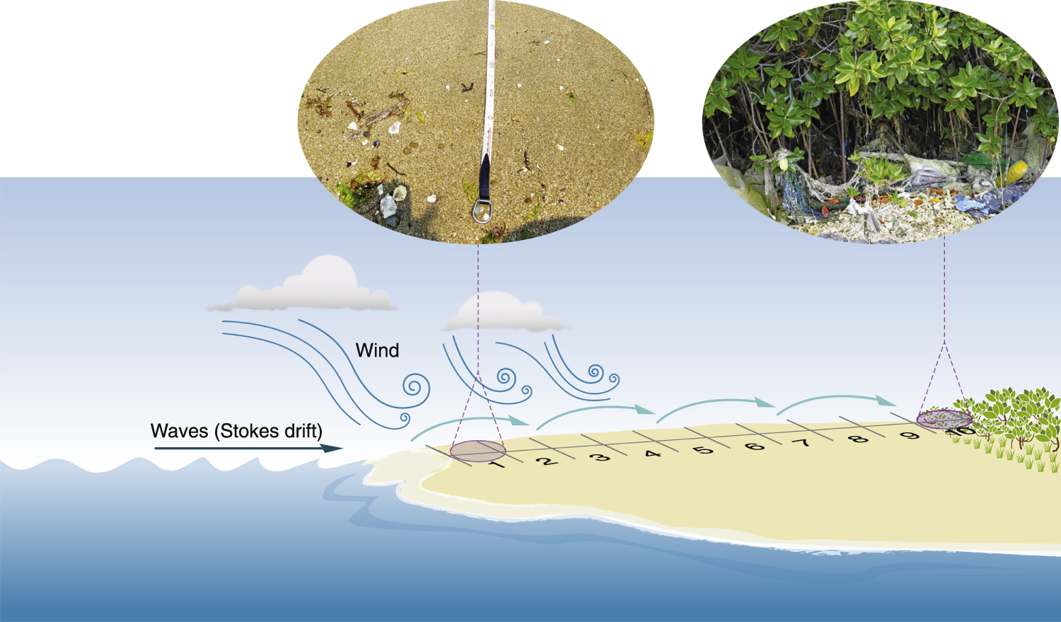 Coastal margins and backshores represent a major sink for marine debris ...