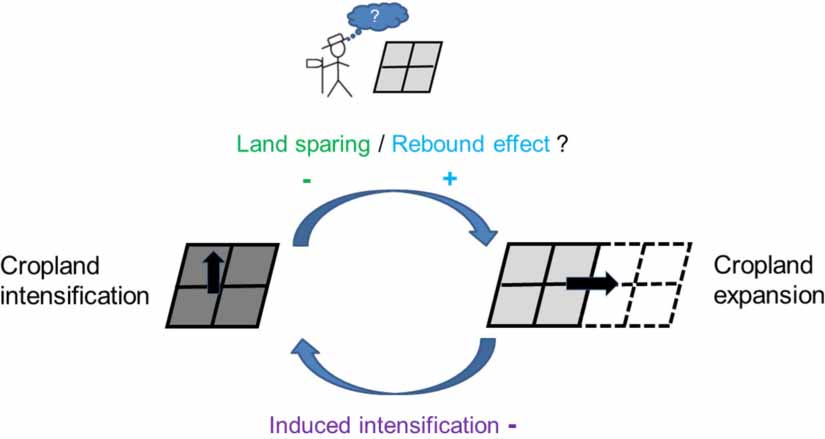 Agricultural intensification and land use change: assessing country ...