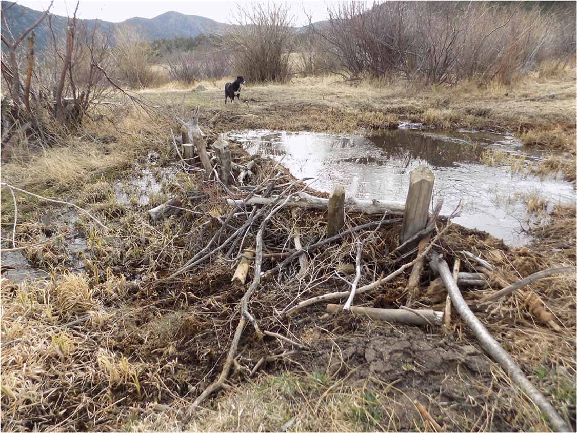 Legacy effects of loss of beavers in the continental United States ...