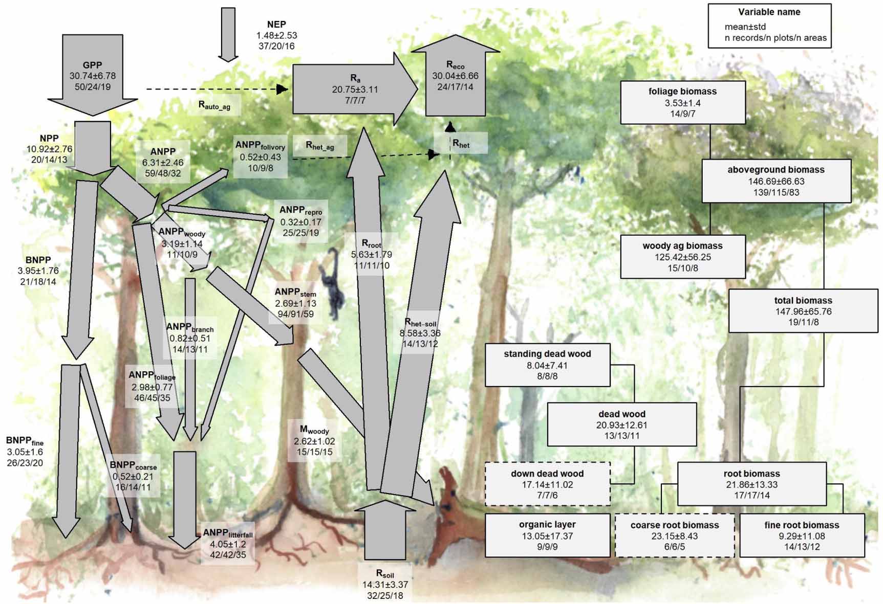 Carbon cycling in mature and regrowth forests globally - IOPscience